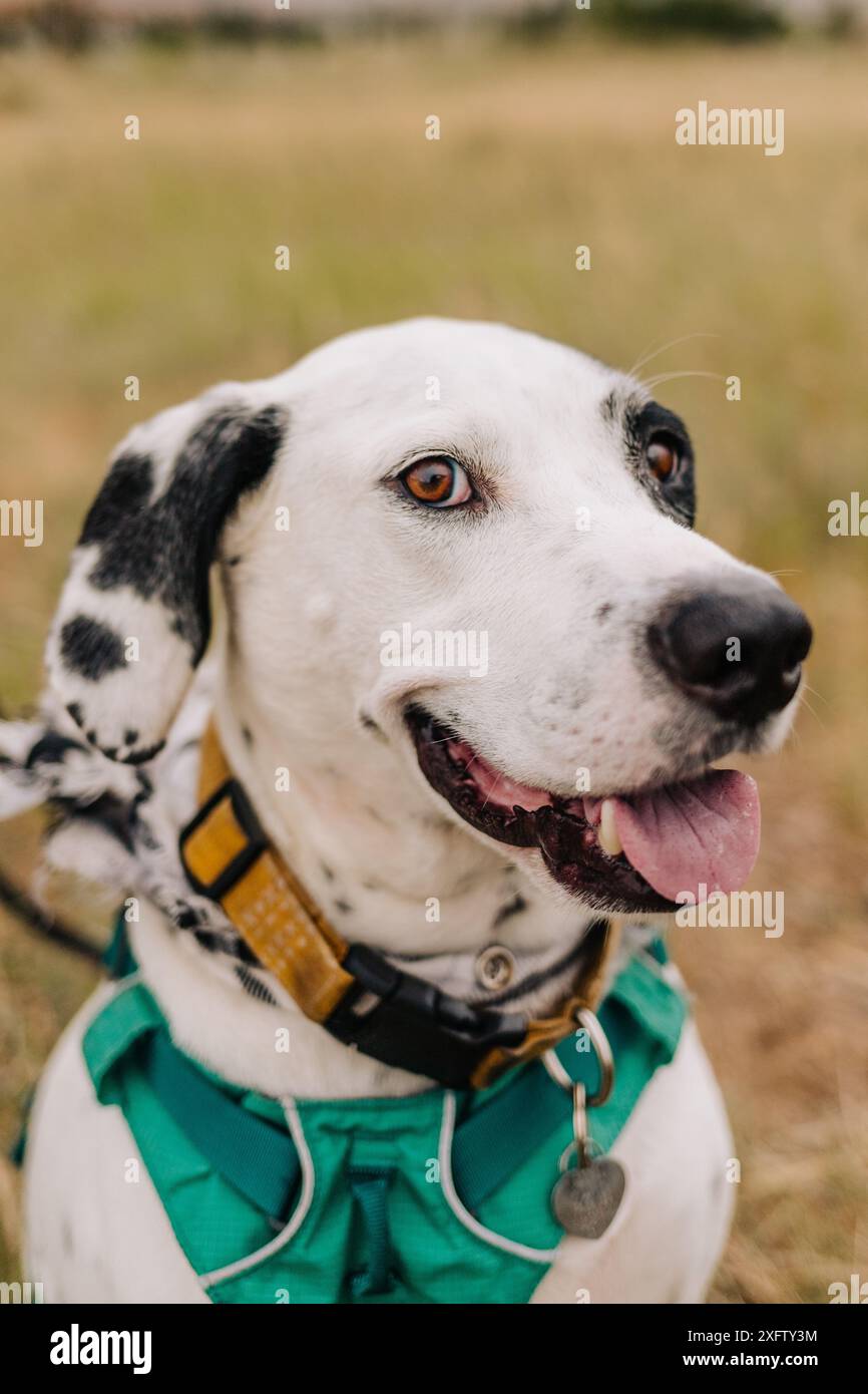 portrait of spotted black and white mixed breed mutt rescue dog Stock ...