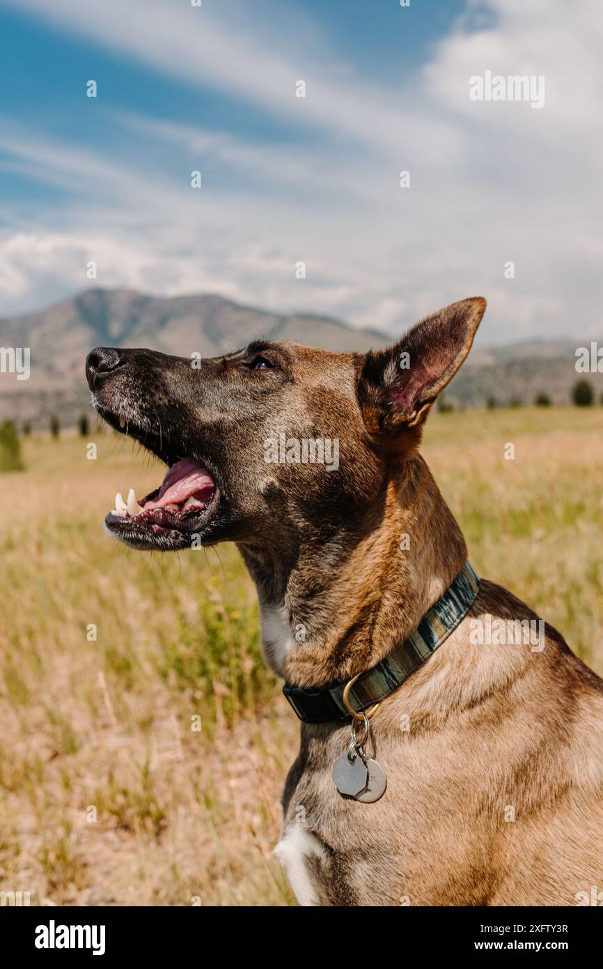 Dog belgian shepherd malinois old hi-res stock photography and images ...