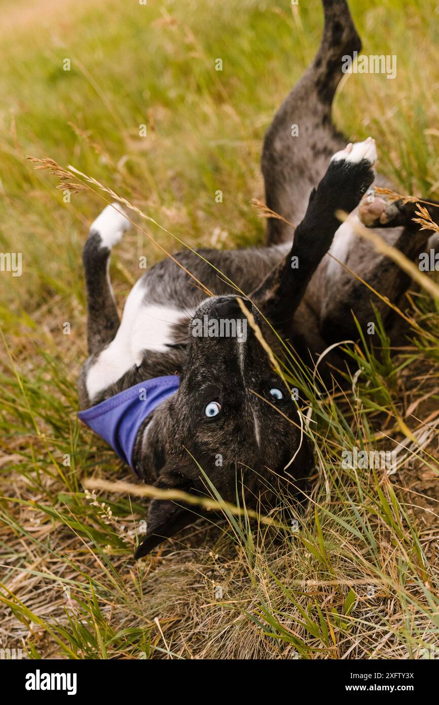 Merle rescue mutt mixed breed dog with blue eyes rolling in long grass ...