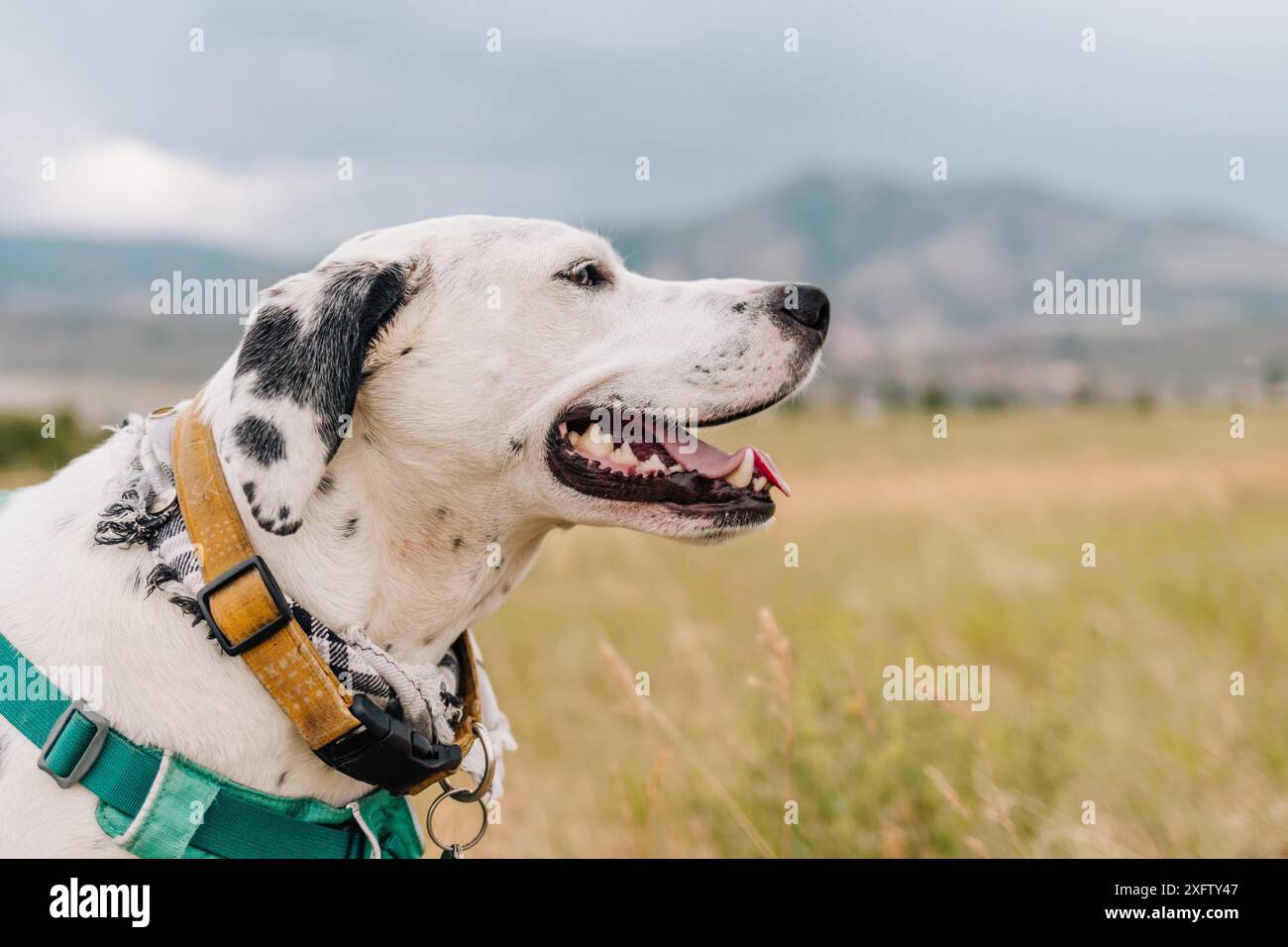 Black and white mixed breed mutt rescue dog in front of mountains Stock ...