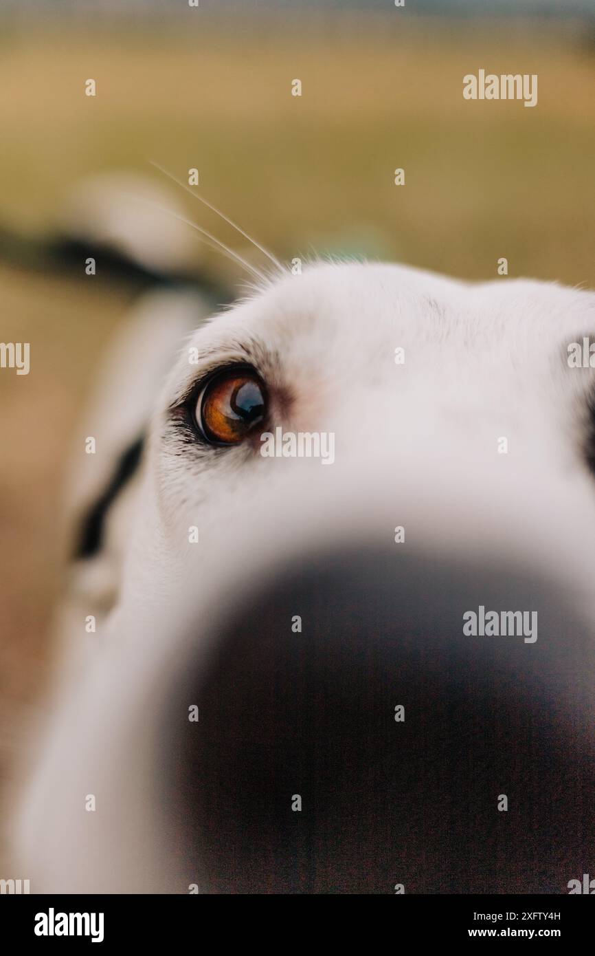 Boop hi-res stock photography and images - Alamy