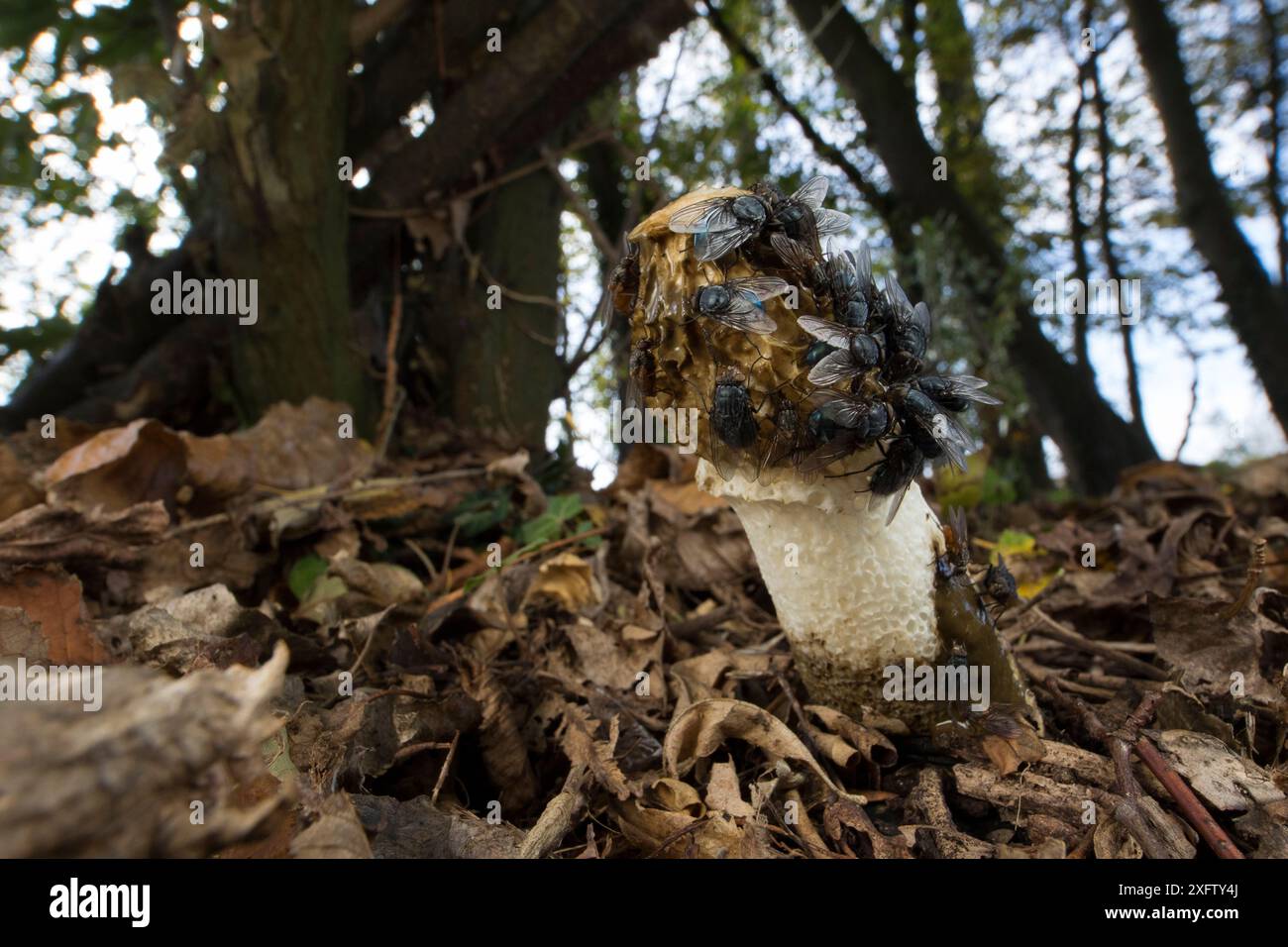 Stinkhorn fungus (Phallus impudicus) covered in flies feeding, Picardy ...