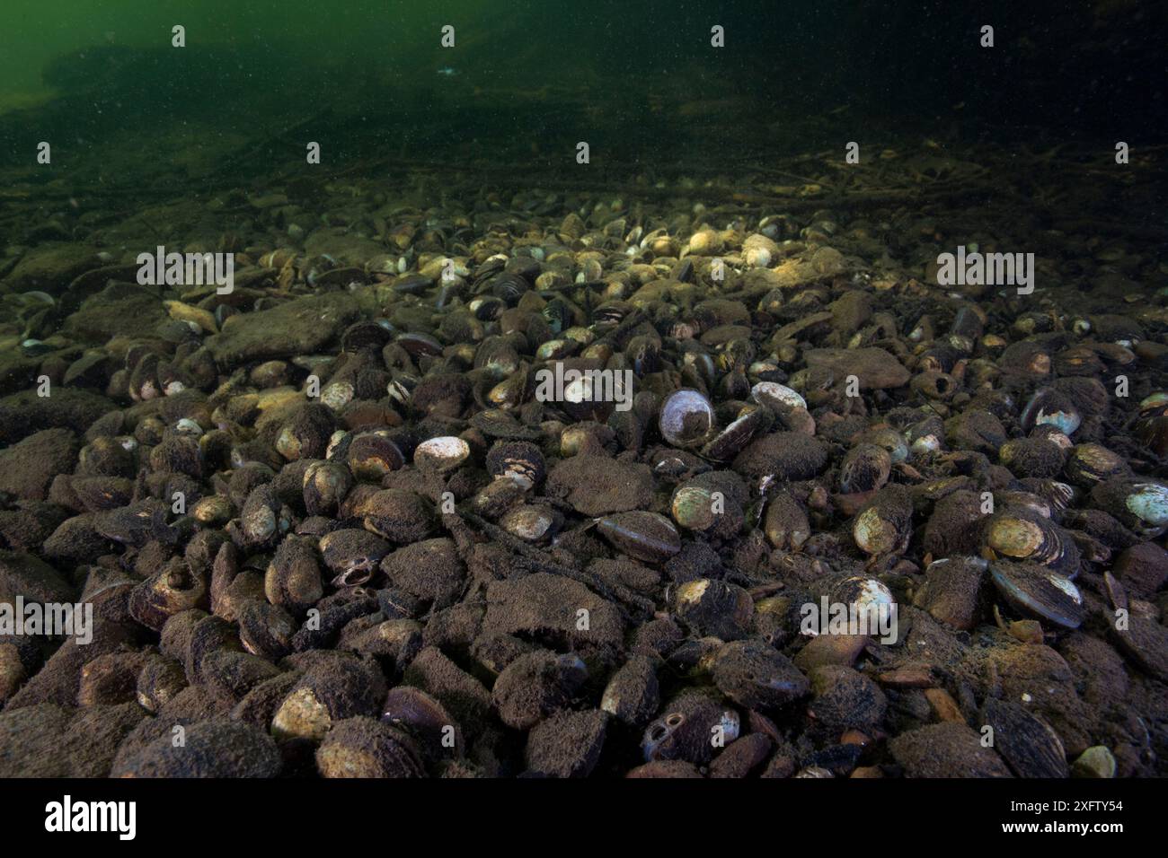 Asian clams (Corbicula fluminea) on river bed, exotic and invasive ...