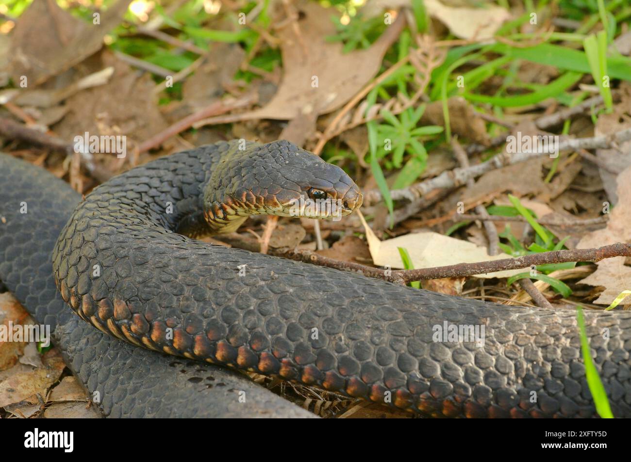 Lowland copperhead snake (Austrelaps superbus) Tasmania, Australia ...