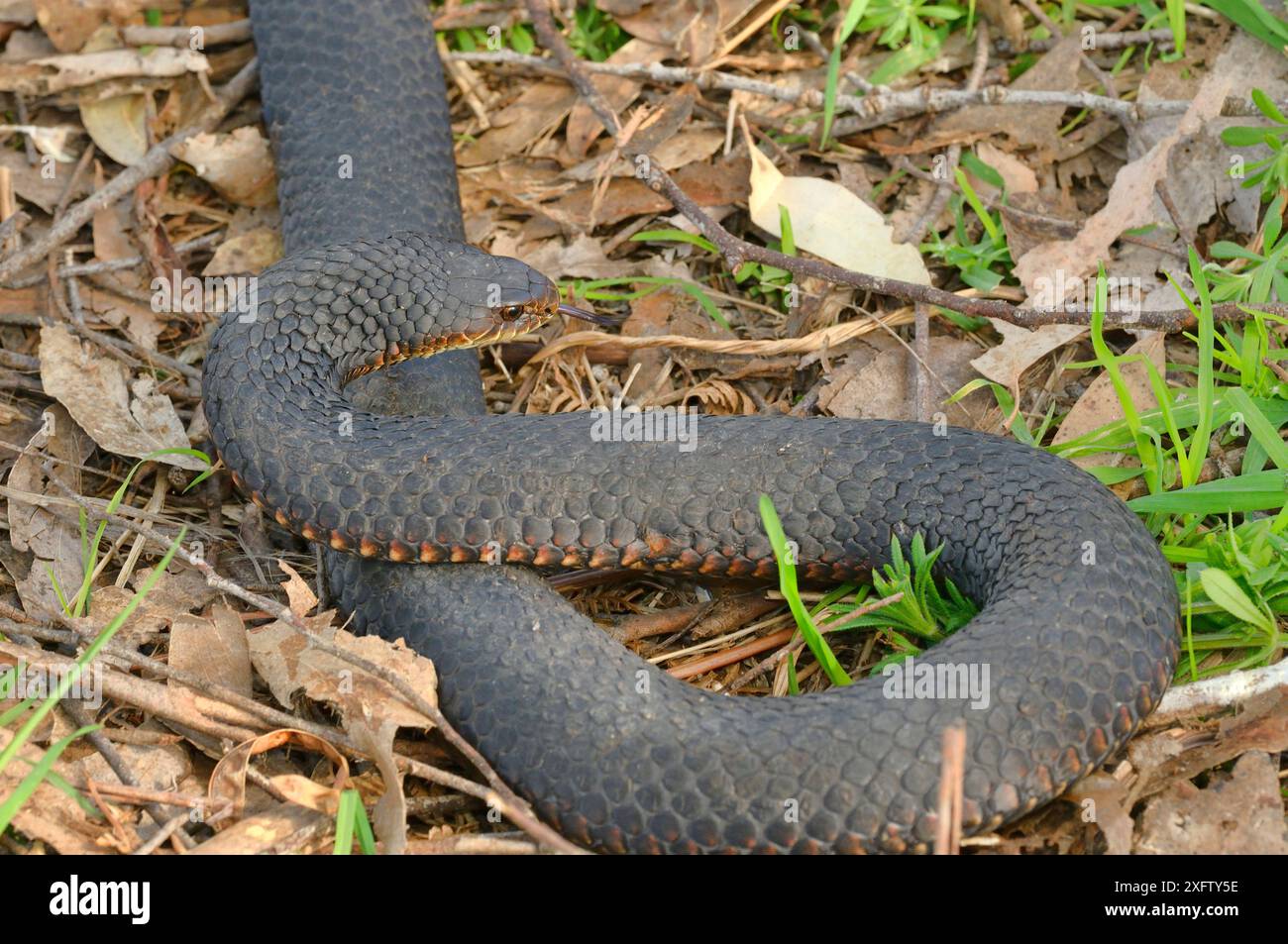 Lowland copperhead snake (Austrelaps superbus) Tasmania, Australia ...