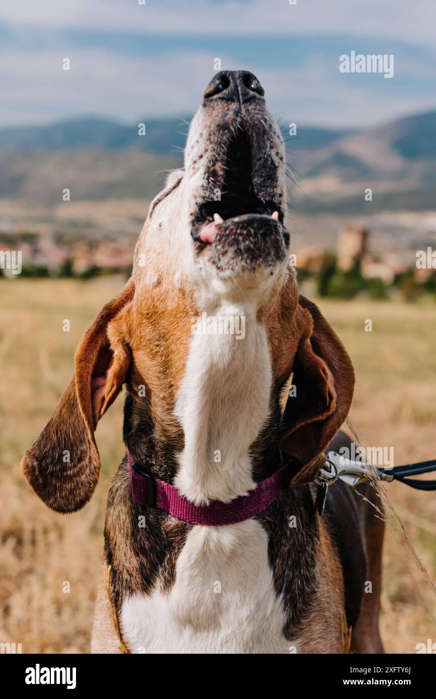 old senior Treeing Walker Coonhound hound dog howling by mountains ...