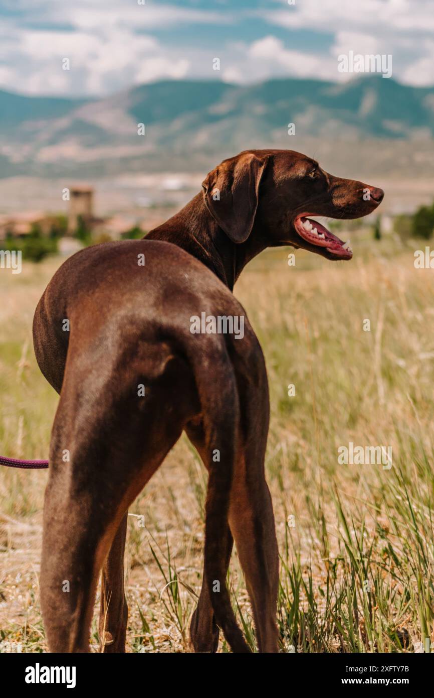 Chocolate Brown Labrador mixed breed mutt rescue dog panting Stock ...