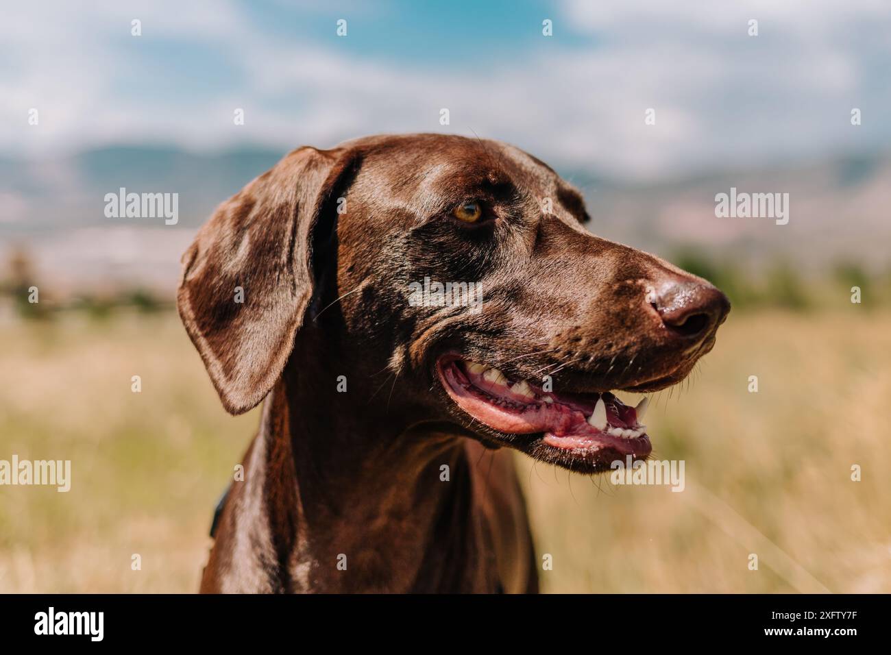 Brown lab hi-res stock photography and images - Alamy