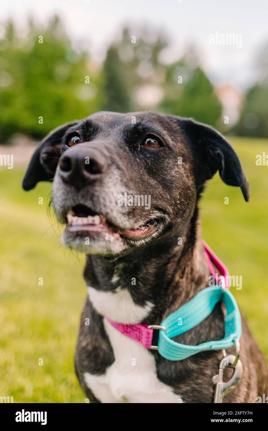 Smiling pit mix hi-res stock photography and images - Alamy