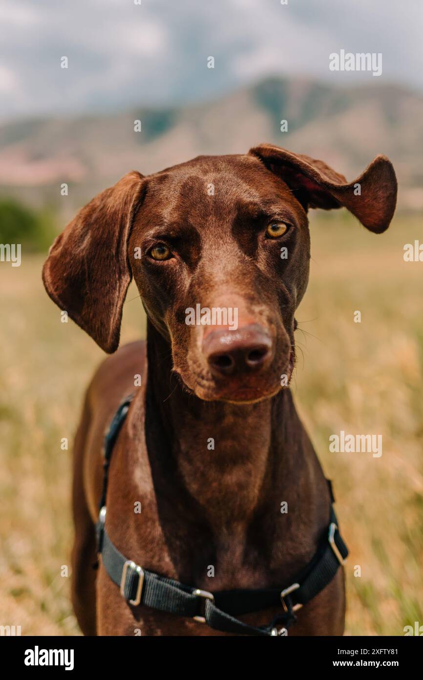 Chocolate Brown Labrador mixed breed mutt rescue dog with funny ear ...