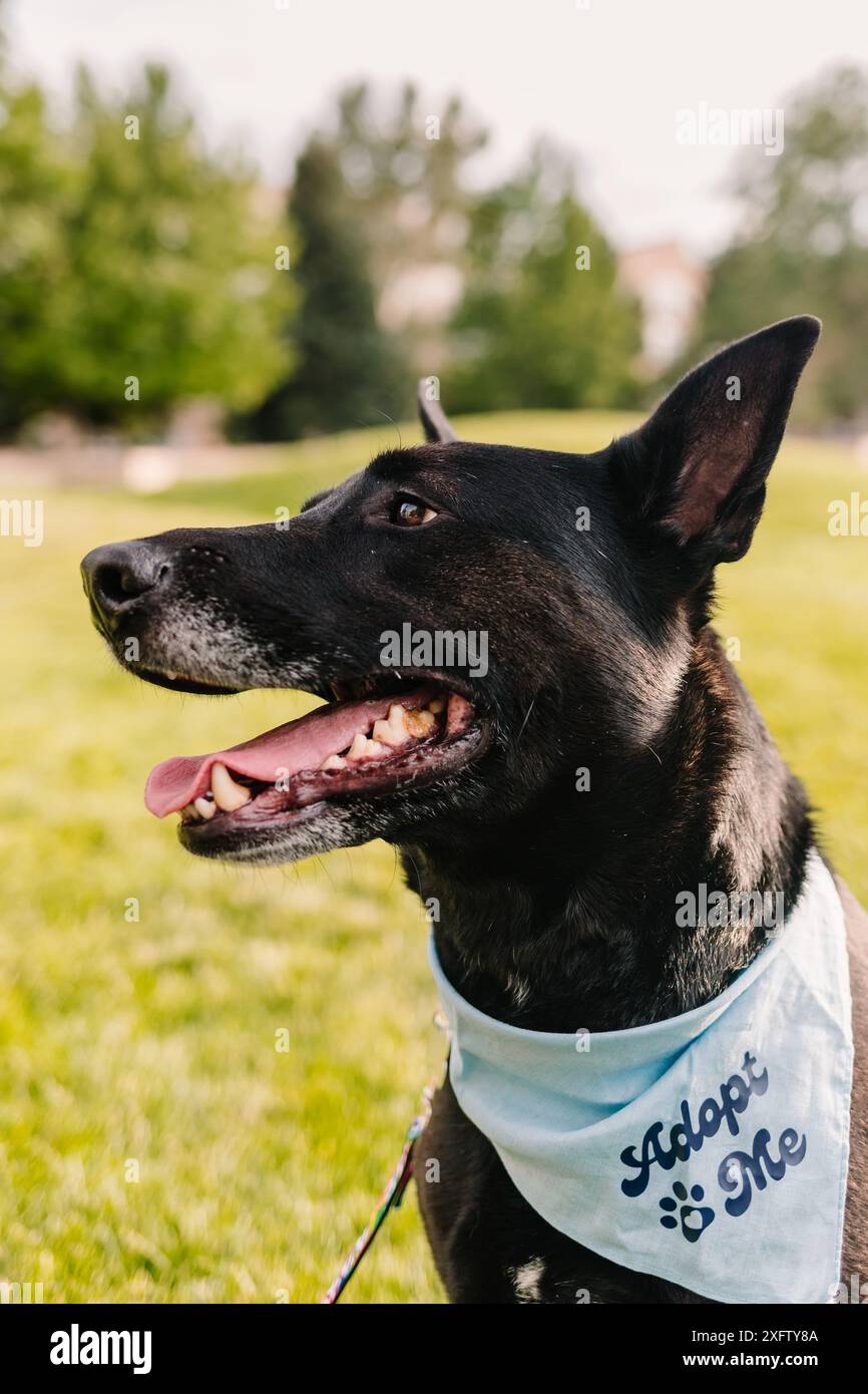 Profile of black mixed breed rescue dog pit bull mutt panting Stock ...