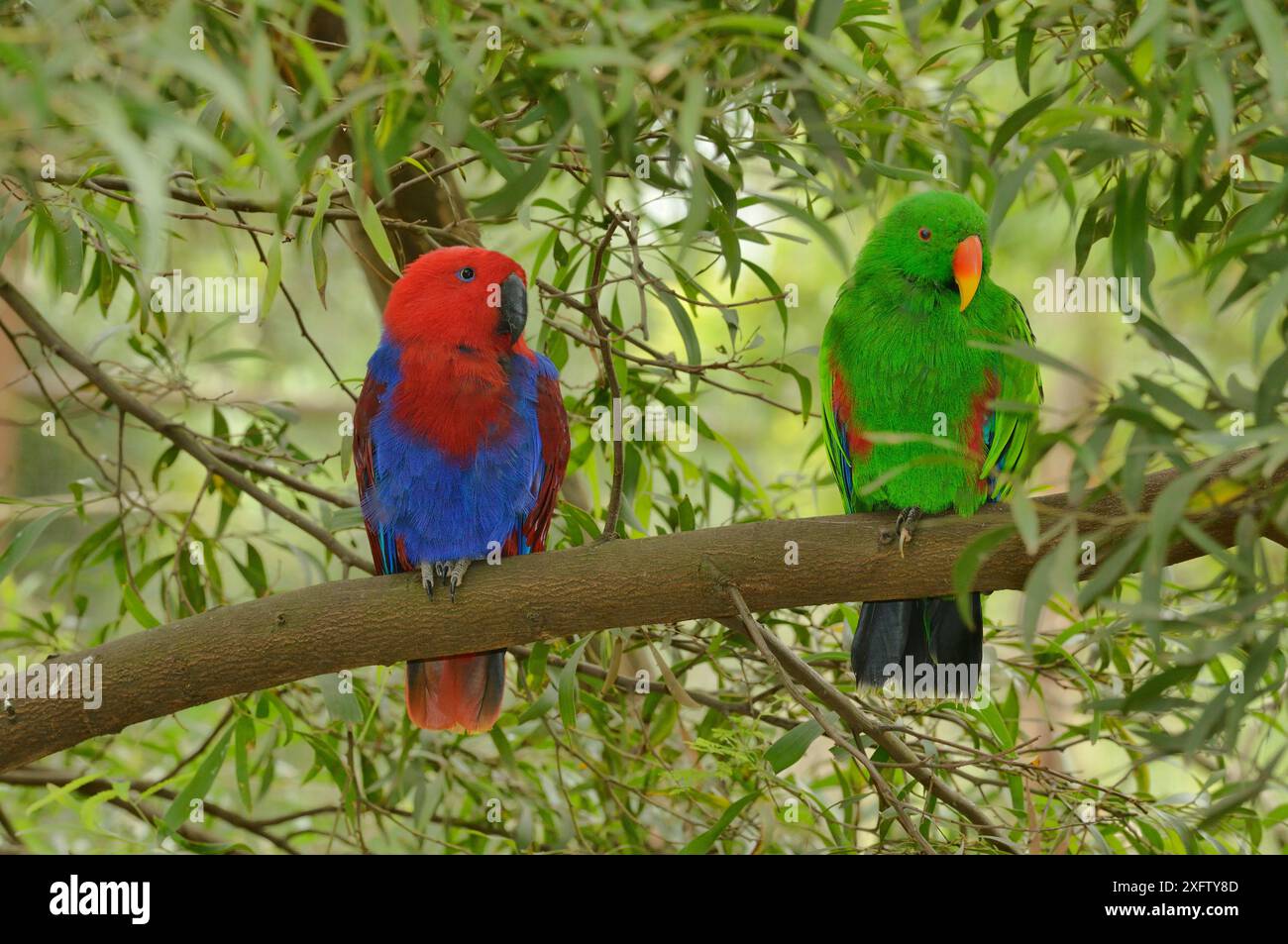 Male and female eclectus parrot hi-res stock photography and images - Alamy