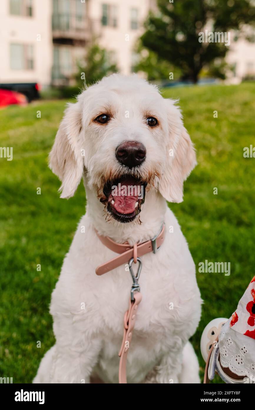 White Labradoodle mixed breed poodle mutt dog smiling funny Stock Photo ...