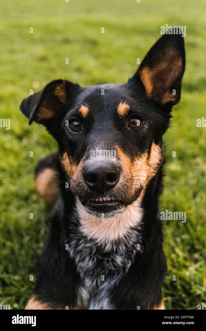 mixed breed rescue dog makes silly smiling face Stock Photo - Alamy