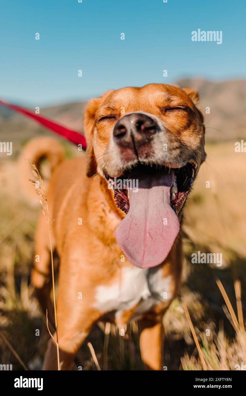 happy smiling mixed breed bully mix rescue dog in Colorado park Stock ...