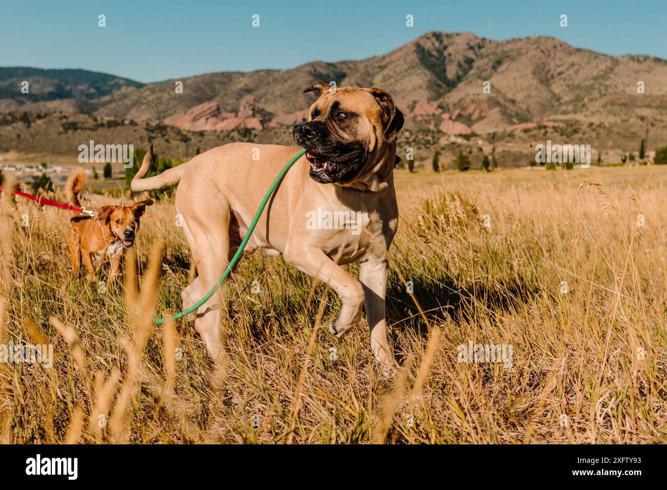 happy cane corso mastiff big dog in front of colorado mountains Stock ...