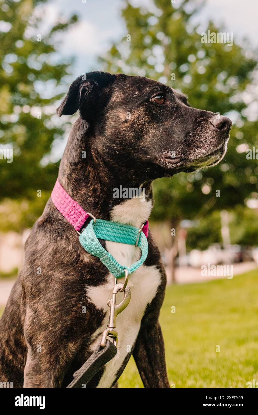 Dont bully my breed hi-res stock photography and images - Alamy