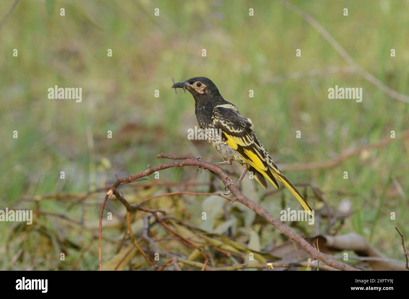 Regent honeyeater (Anthochaera phrygia) perched, Chiltern Forest ...