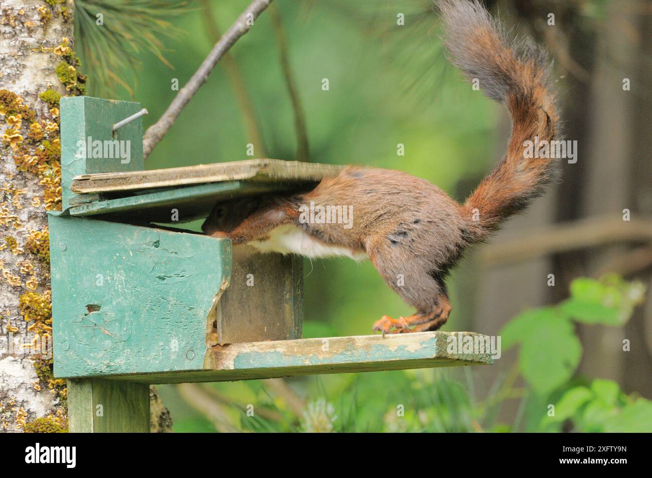 Red squirrel (Sciurus vulgaris) at nut feeder, French Pyrenees, France ...