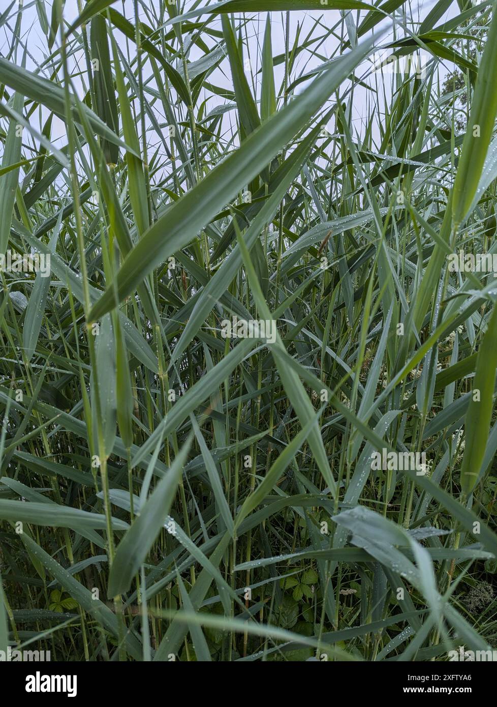 Weed on lake gedern Stock Photo - Alamy