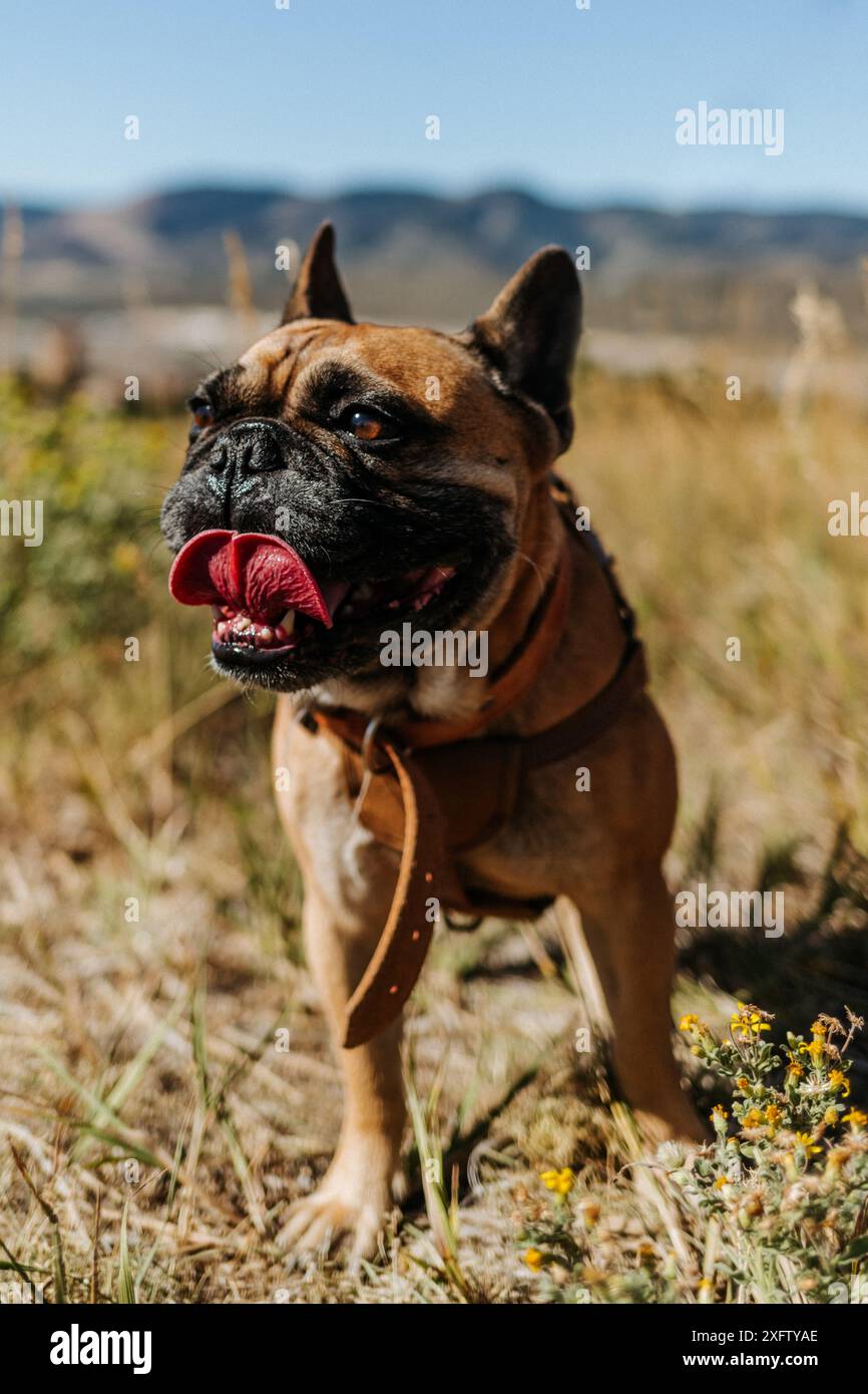 Black and Tan French Bulldog Frenchie Dog Panting in Summer Stock Photo ...
