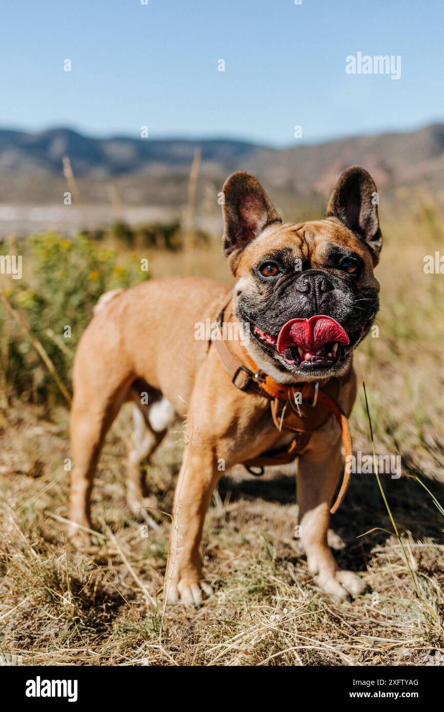 Black and Tan French Bulldog Frenchie Dog Panting in Summer Stock Photo ...