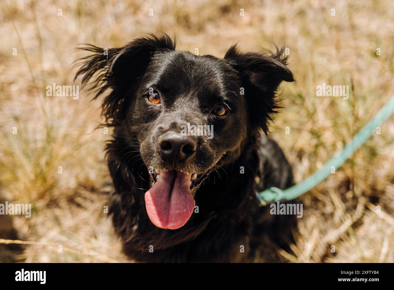 Rescue mixed breed mutt dog smiling looking up at camera Stock Photo ...