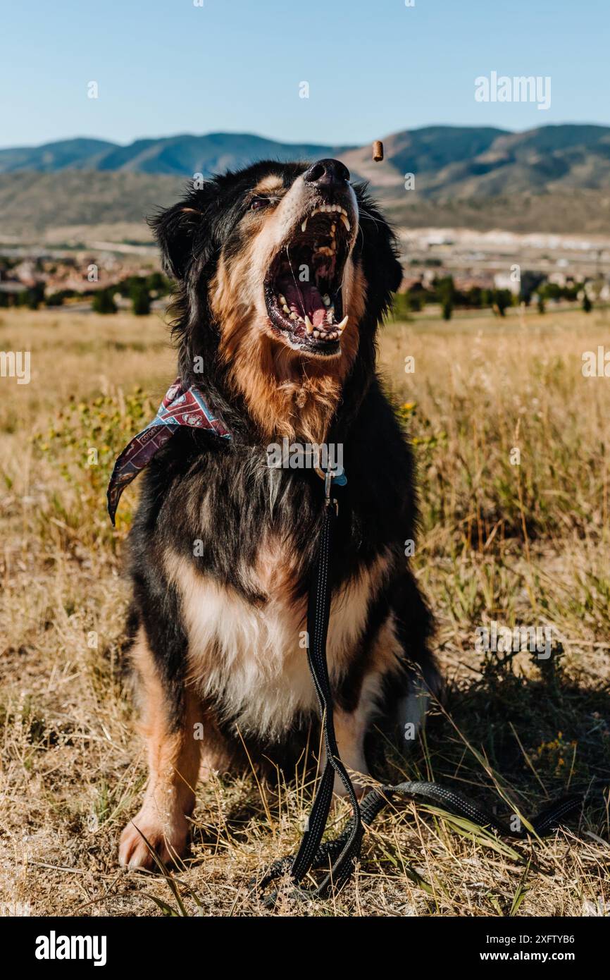 rescue mixed breed fluffy dog catching a treat in the air Stock Photo ...