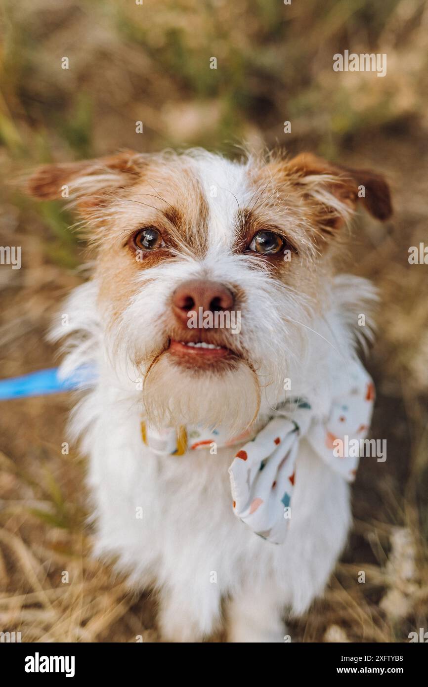 Scruffy rescue mutt mixed breed dog looking up at camera Stock Photo ...