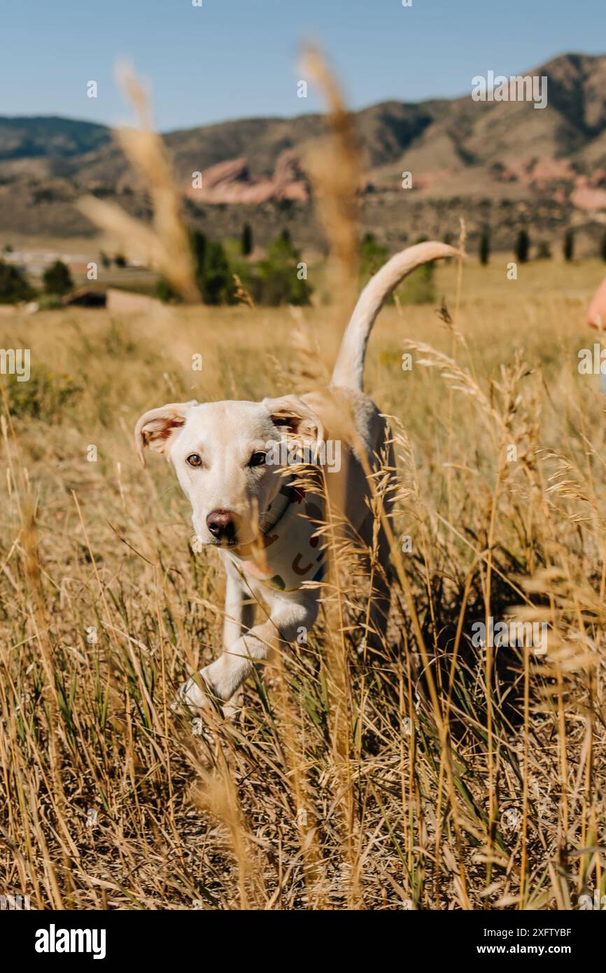 Lab labrador mutt breed hi-res stock photography and images - Alamy