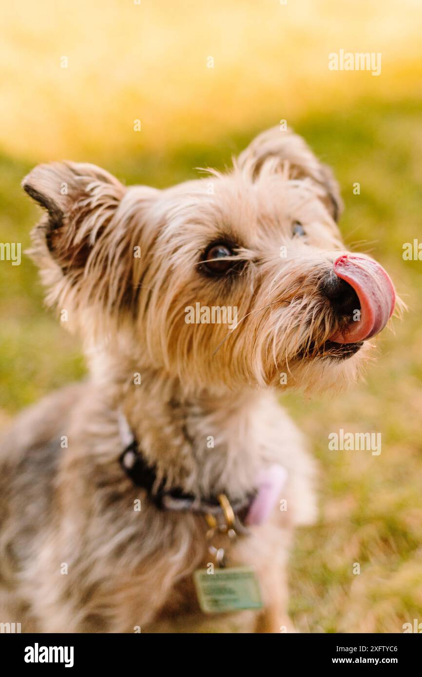 Hungry yorkshire terrier dog licking hi-res stock photography and ...