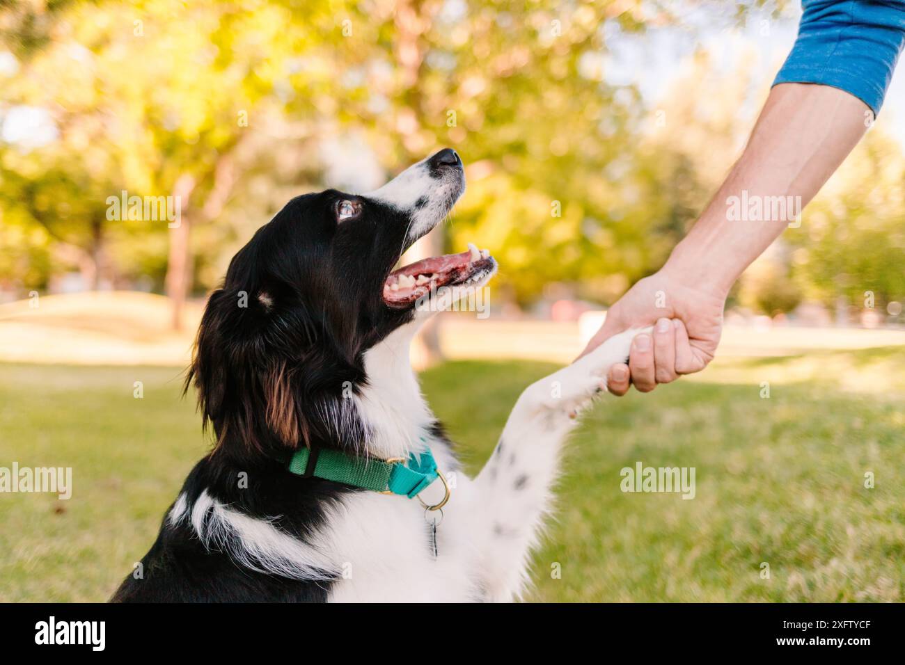 Border Collie shaking hands paw with owner at park in summer sun Stock ...