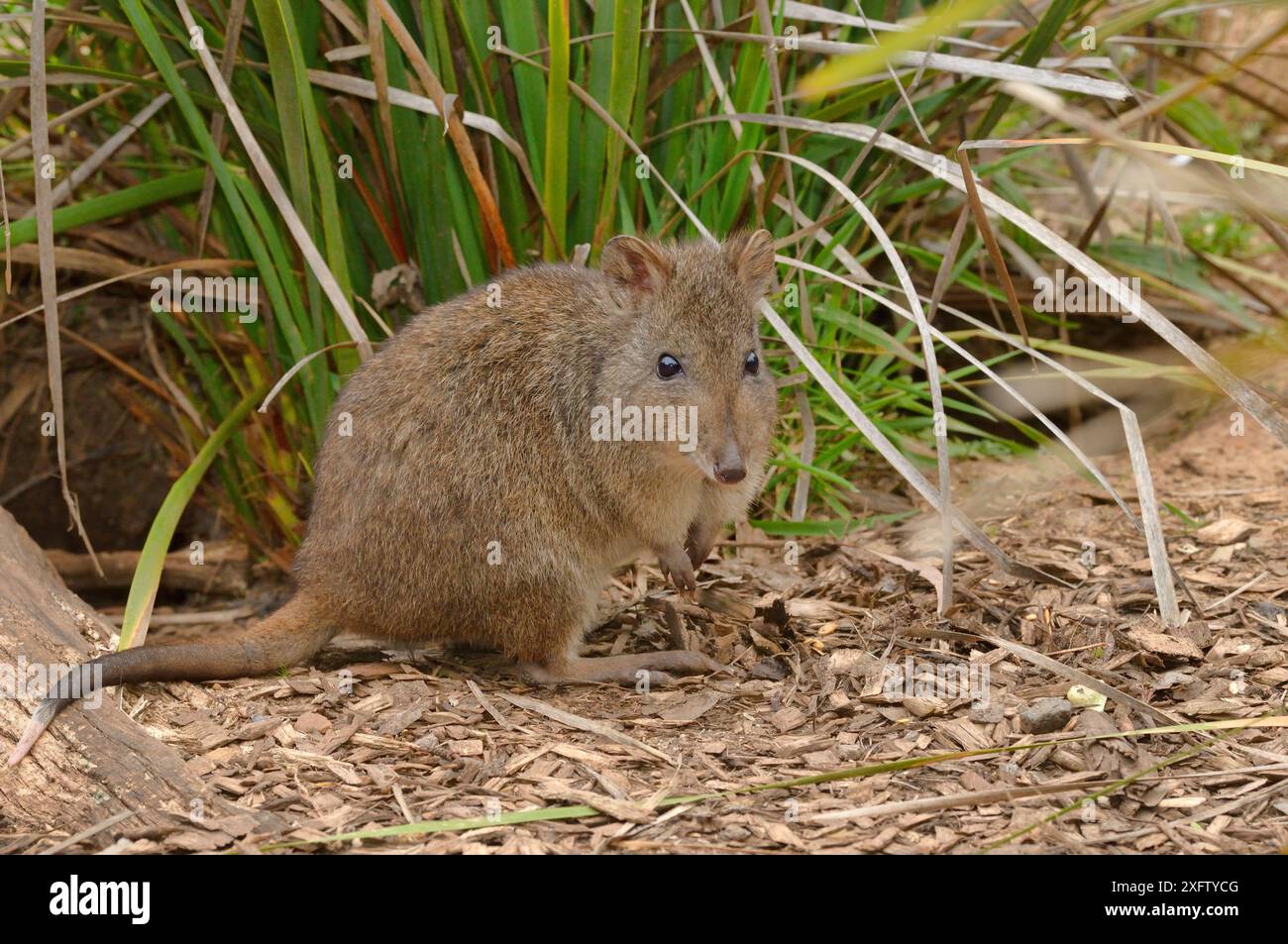 Potoroo tasmania hi-res stock photography and images - Alamy