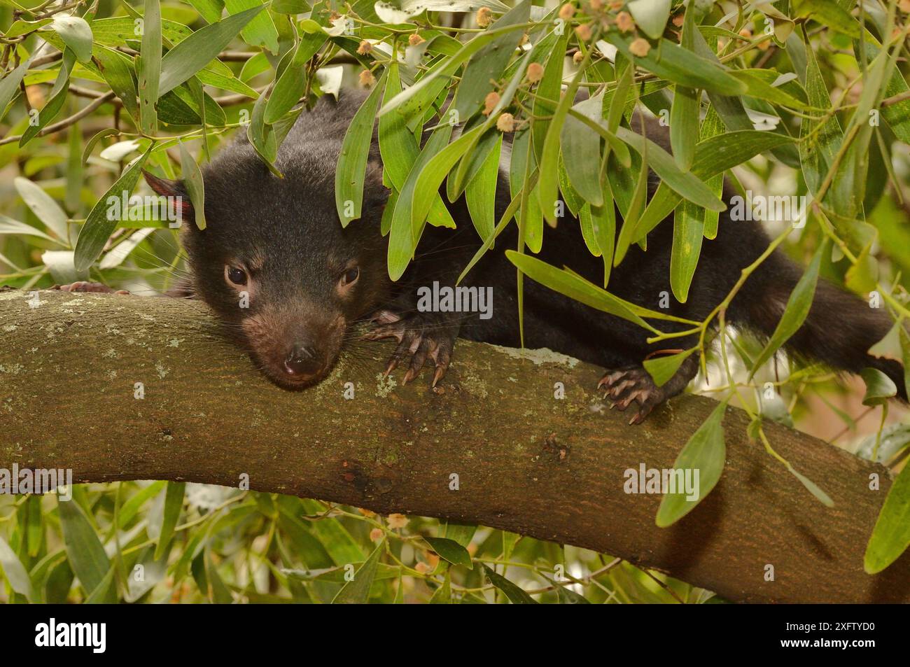Tasmanian devil (Sarcophilus harrisii) juvenile climbing tree, Tasmania ...