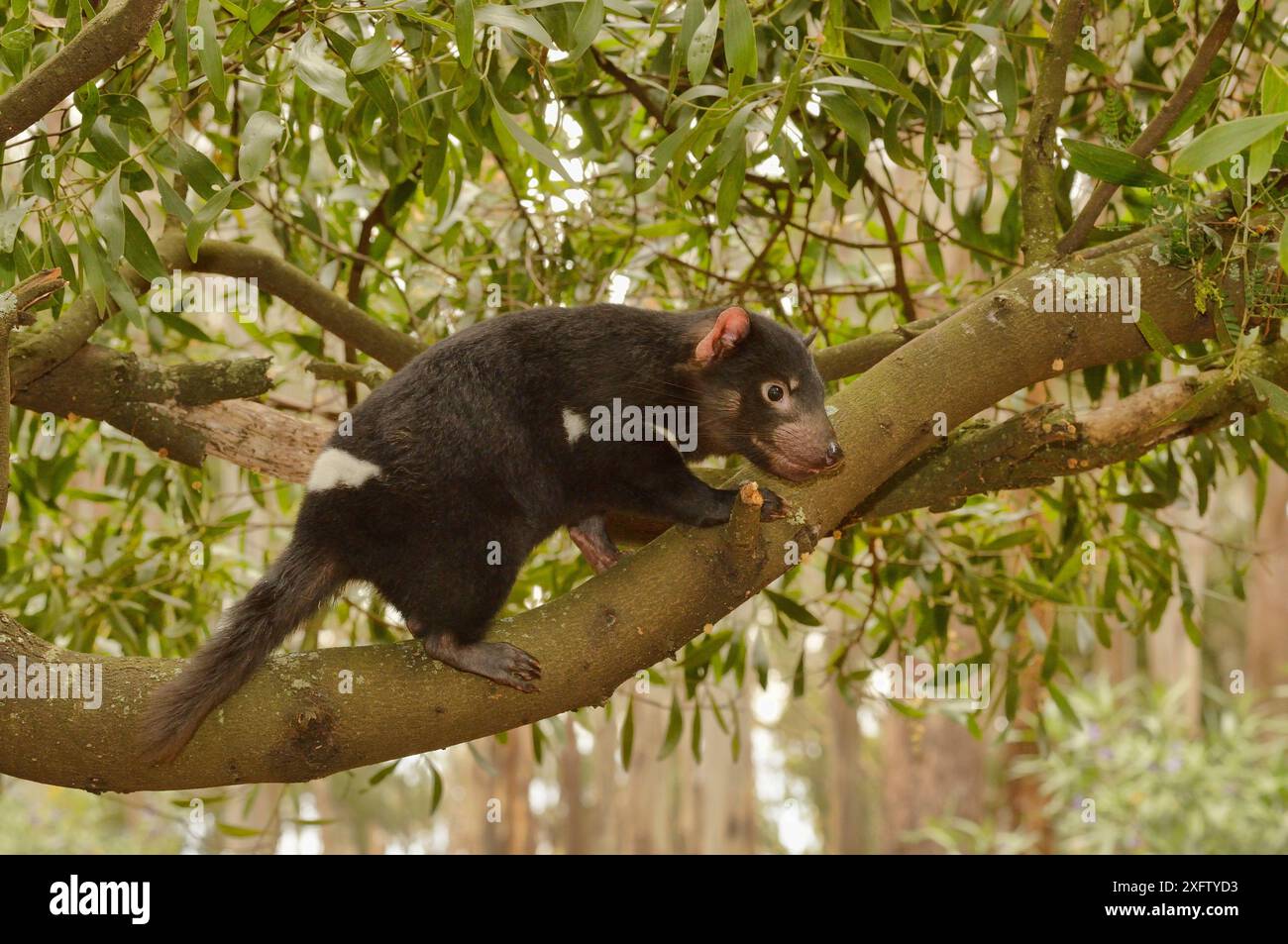 Tasmanian devil (Sarcophilus harrisii) juvenile climbing tree, Tasmania ...