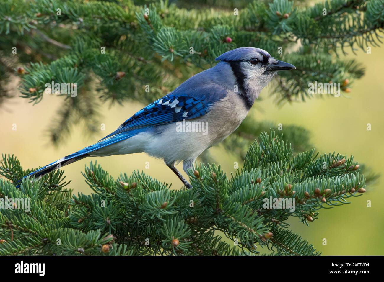 Blue Jay (Cyanocitta cristata). Acadia National Park, Maine, USA. May ...