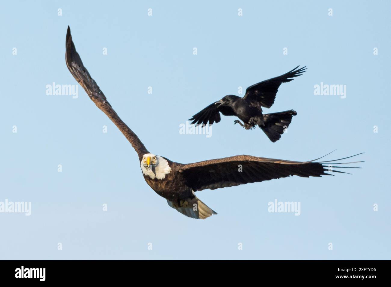 Bald Eagle (Haliaeetus leucocephalus) harassed by American crow (Corvus ...