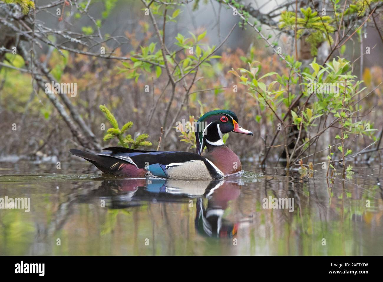 Wood duck (Aix sponsa). male in breeding plumage. Acadia National Park ...
