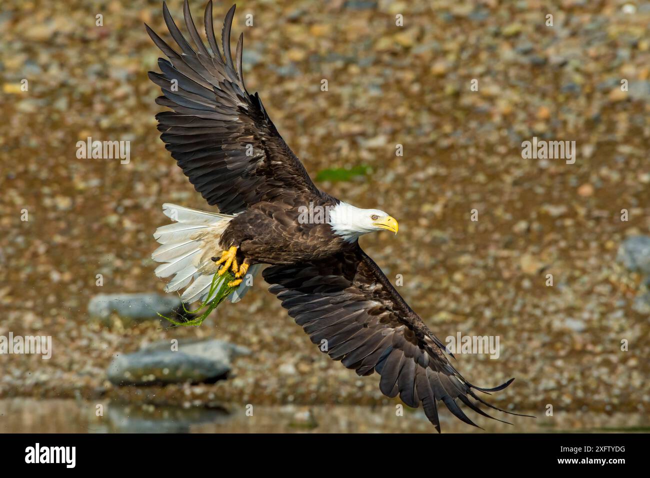 Bald Eagle (Haliaeetus leucocephalus) just after catching an Alewife ...