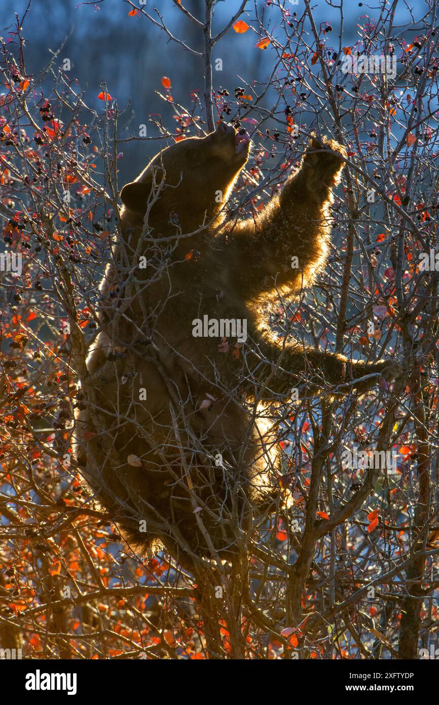 Black bear (Ursus americanus) in tree feeding on Hawthorn berries at ...