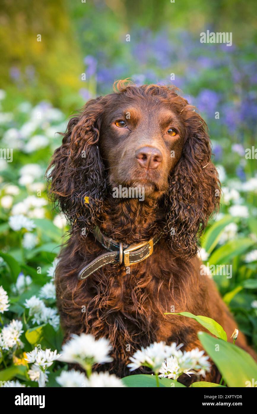 Chocolate working cocker spaniel in wild garlic (Ransoms) and Bluebells ...