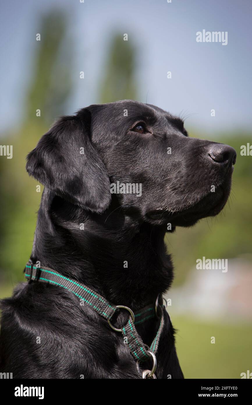 English black labrador retriever dog hi-res stock photography and ...