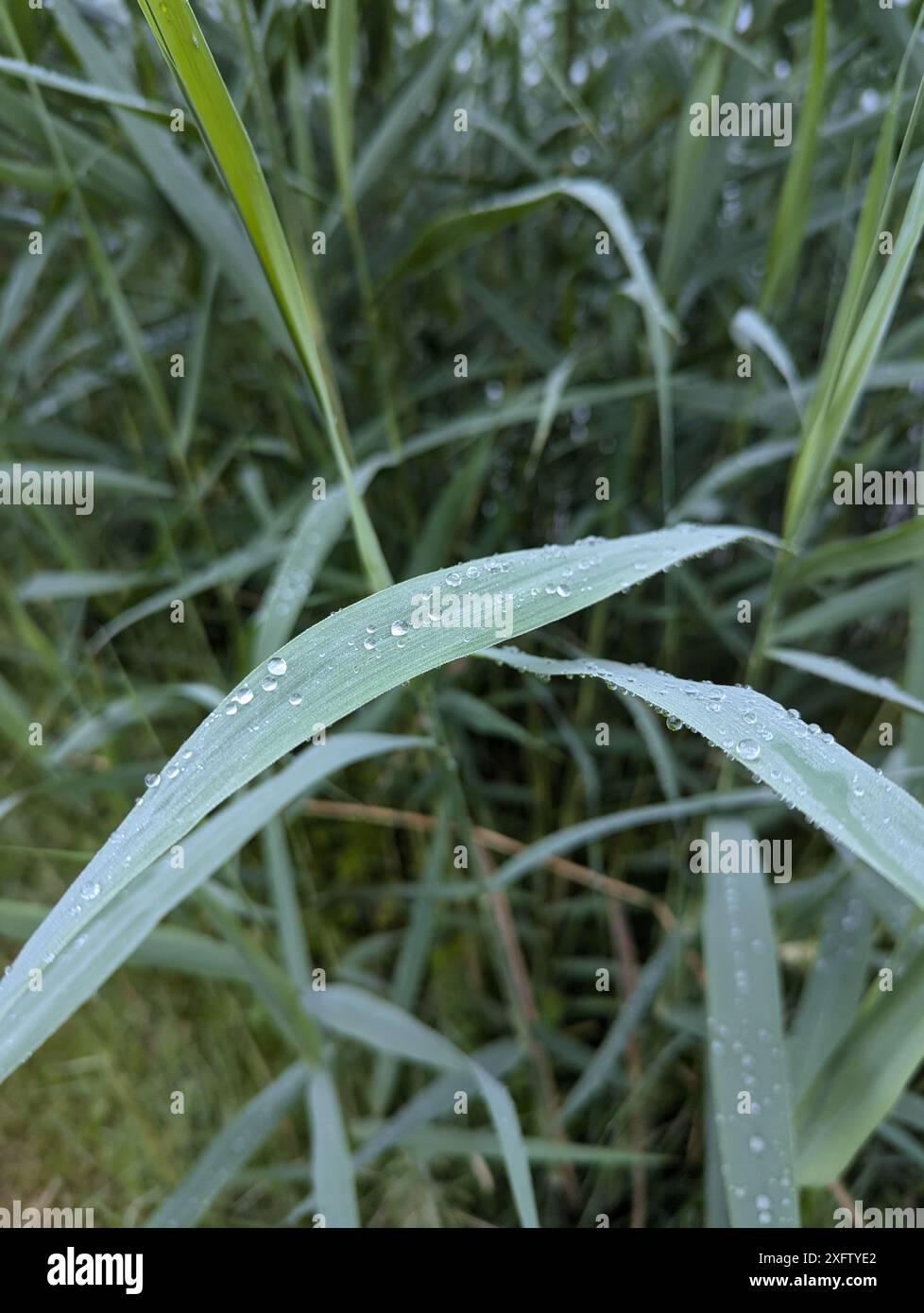 Weed on lake gedern Stock Photo - Alamy