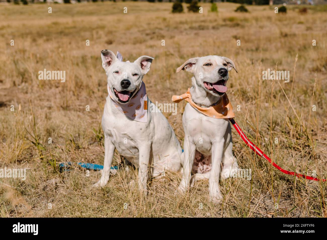 Two pit bull mixed breed mutt rescue dogs smiling with tongues out ...