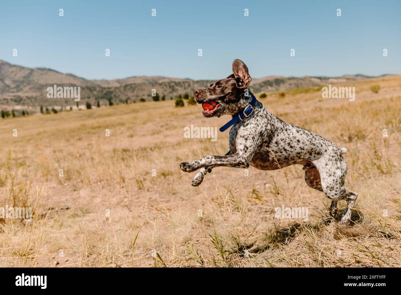 Funny dog german shorthaired hi-res stock photography and images - Alamy