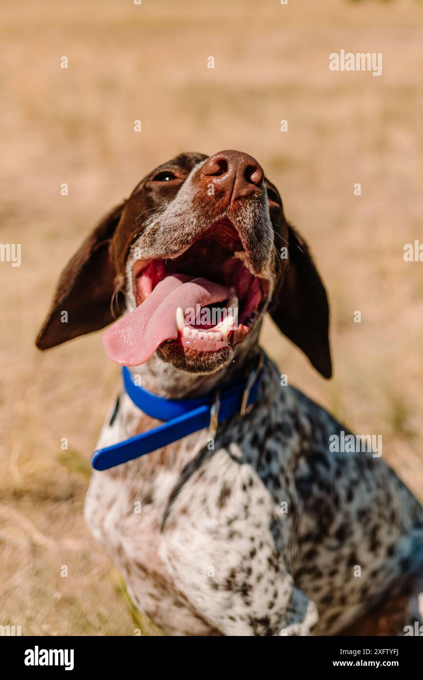 Purebred canine hi-res stock photography and images - Alamy