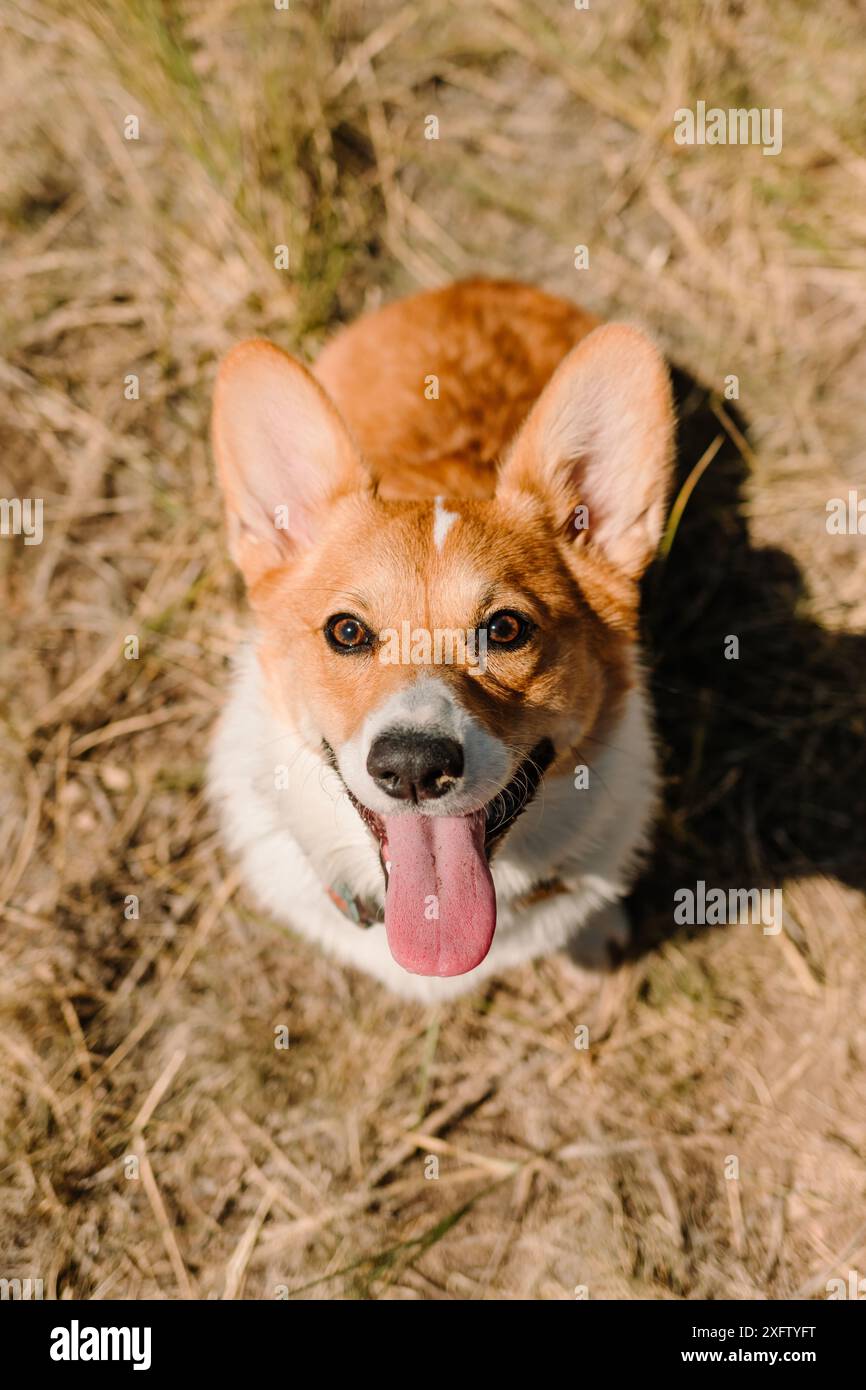 Smiling funny pembroke corgi hi-res stock photography and images - Alamy