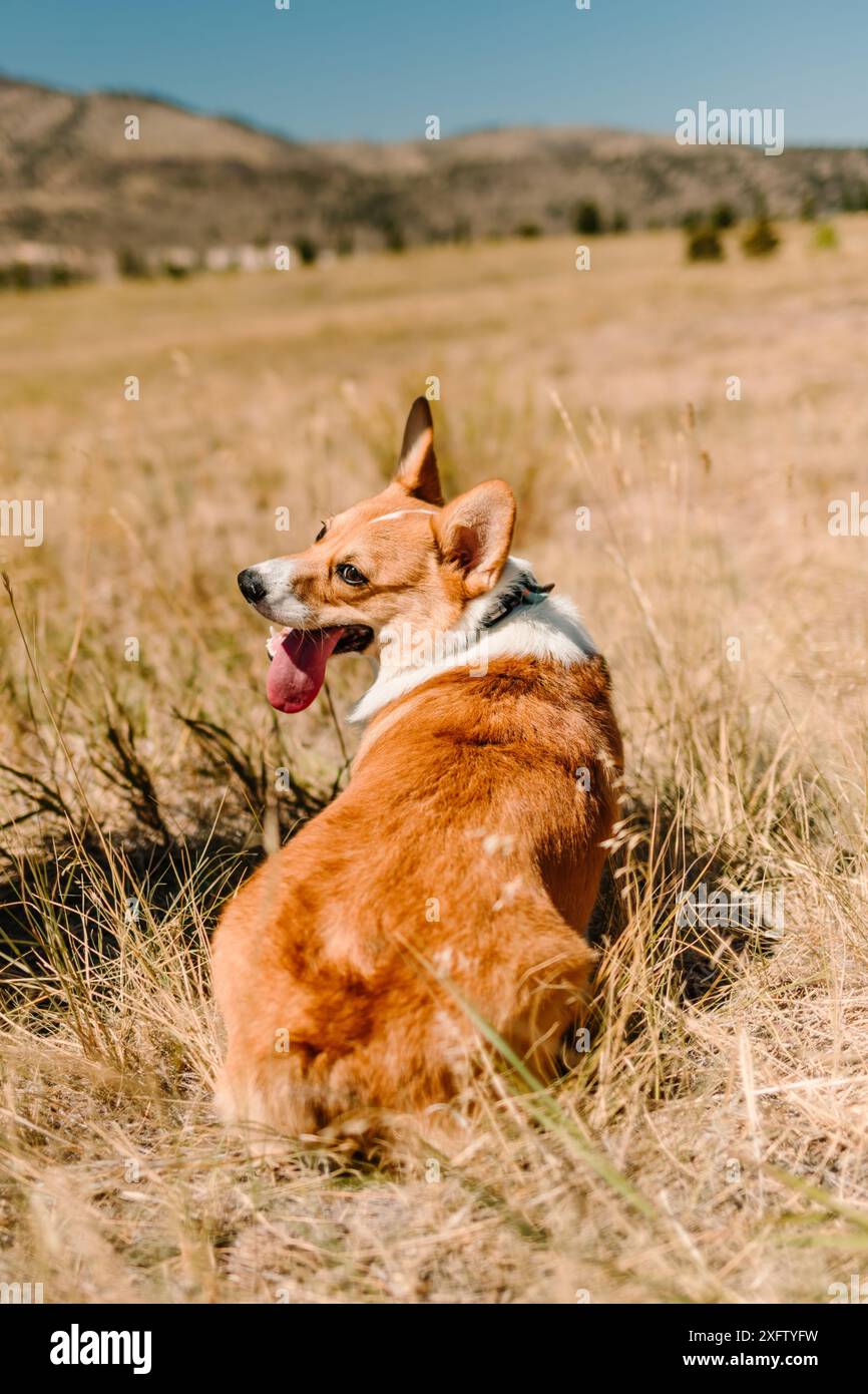 Orange and white Pembroke Welsh Corgi looking over shoulder Stock Photo ...
