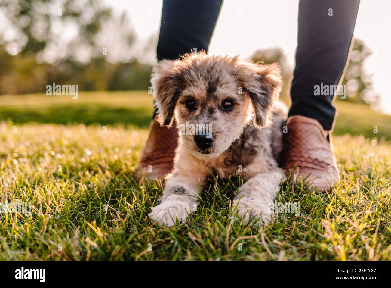 Merle mixed breed mutt poodle doodle puppy laying in grass Stock Photo ...