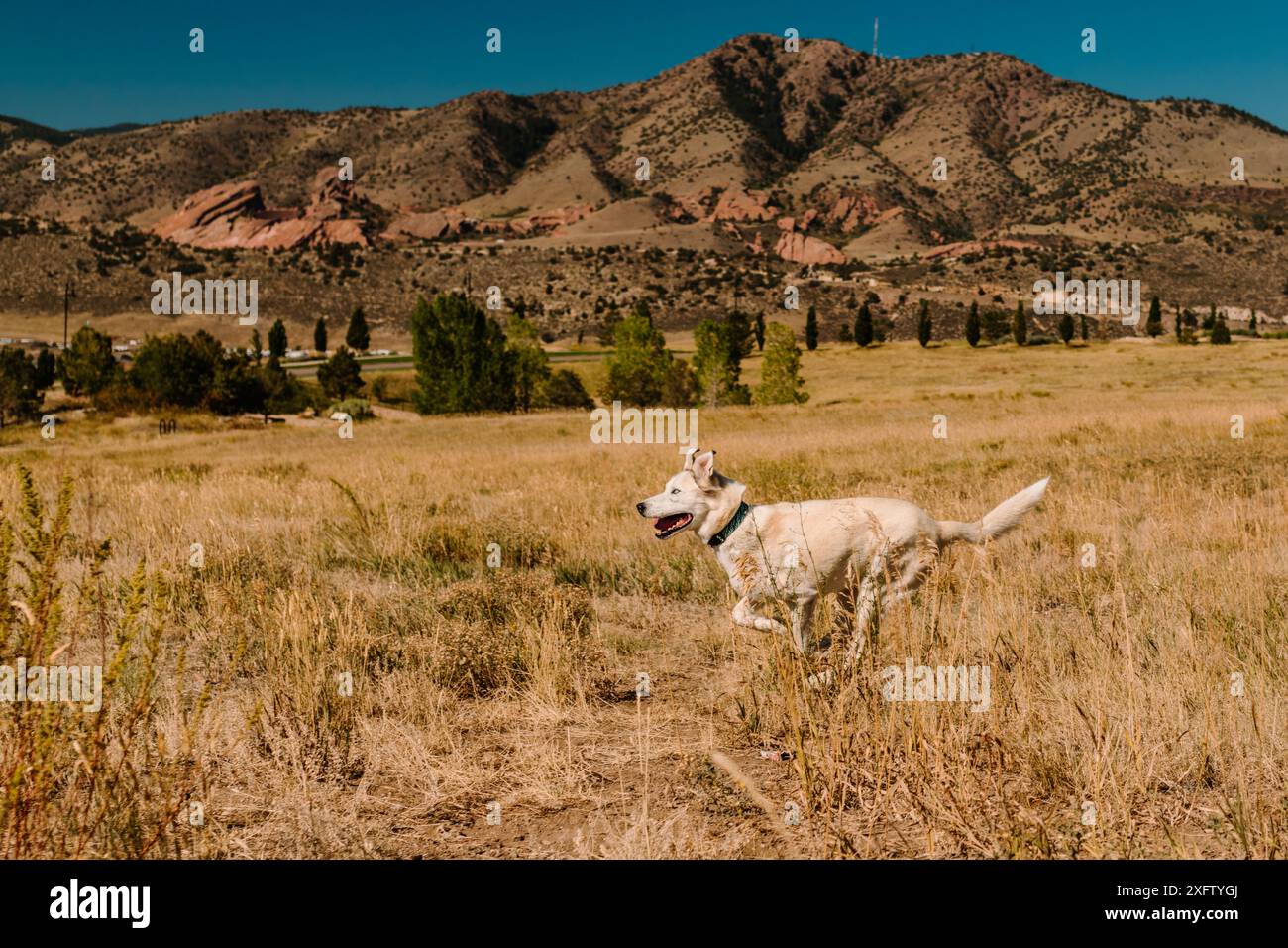 Husky Shepherd mixed breed mutt dog running in mountain park in summer ...